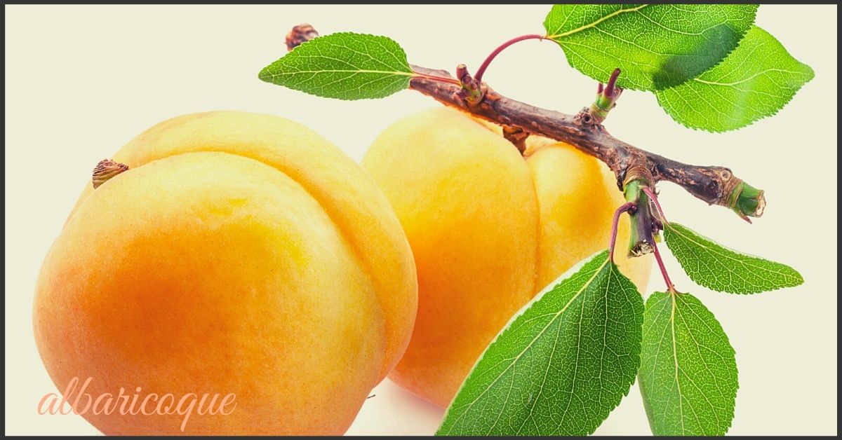 11 Beneficios del albaricoque para la salud - Salud Natural
